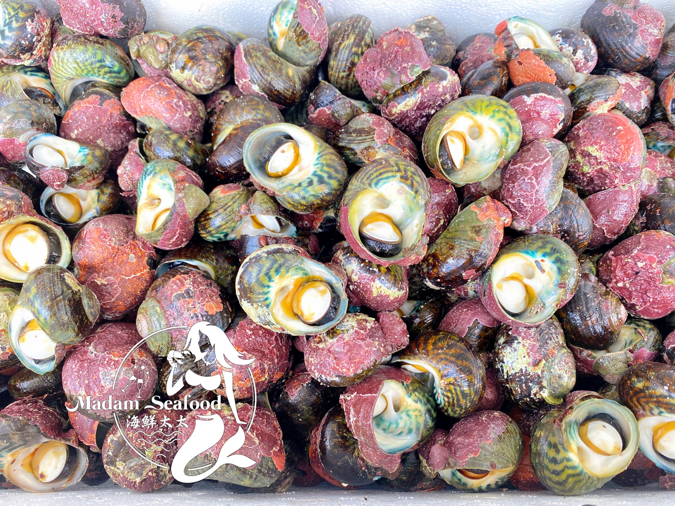 Live Wild Caught Periwinkles – Madam Seafood