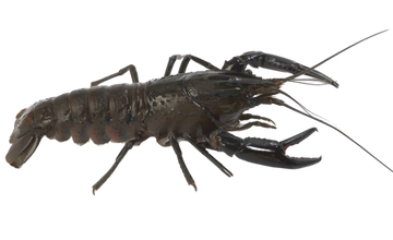 Crabs and Crayfish – Madam Seafood