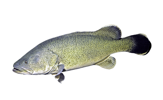 Fresh Live Murray Cod – Madam Seafood