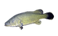 Fresh Live Murray Cod – Madam Seafood