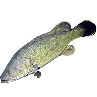 Fresh Live Murray Cod – Madam Seafood