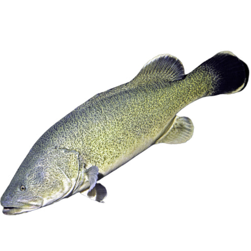 Fresh Live Murray Cod – Madam Seafood