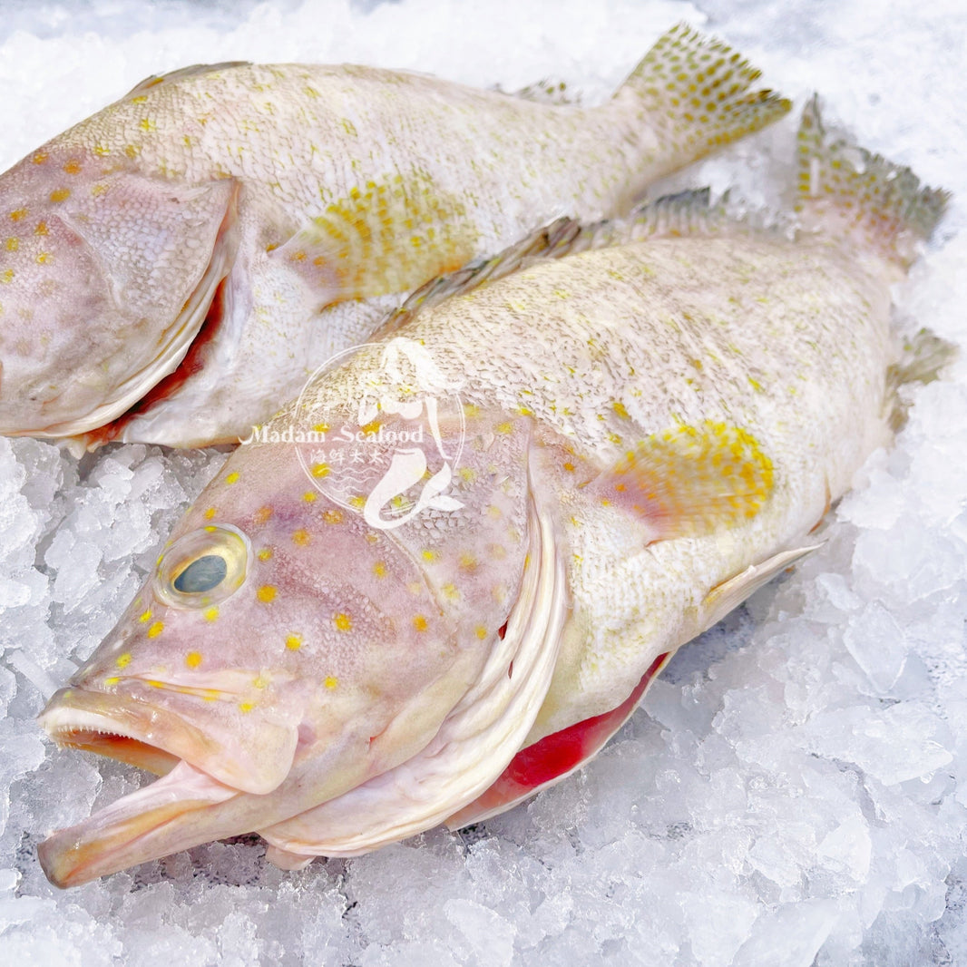 Fish – Madam Seafood