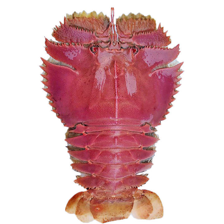 Bug, Mussel, Scallop, Urchin – Madam Seafood